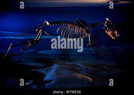Skeleton of an extinct carnivore dire wolf Canis dirus, Pleistocene ...