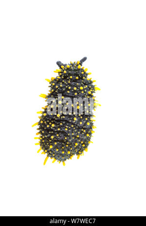 Giant springtail (Holacanthella paucispinosa) Borland Nature track ...