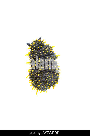 Giant springtail (Holacanthella paucispinosa) Borland Nature track ...