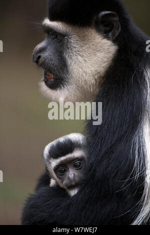 Colobus monkeys (family Cercopithecidae), in Monkey Valley, the new ...