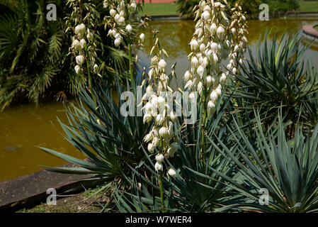 Aloe Yucca, Spanish Dagger (Yucca aloifolia), potted plant, studio ...