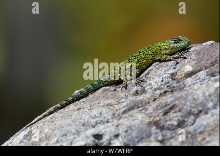 Emerald Swift lizard (Sceloporus Malachiticus) basking on a rock in ...
