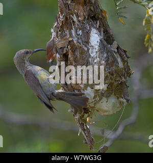 long tailed Beautiful Sunbird (Cinnyris pulchellus) feeding on nectar ...