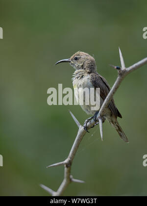 long tailed Beautiful Sunbird (Cinnyris pulchellus) feeding on nectar ...