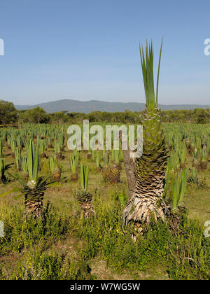 Sisal plants (Agave Sisalana) flowering besides the Cement Road in the ...