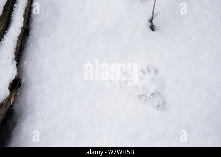 Ermine, Stoat (Mustela erminea). Tracks in snow Stock Photo - Alamy