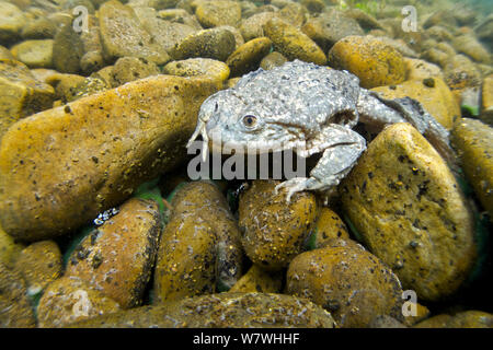 Lake Titicaca Frog (Telmatobius culeus) the world's largest aquatic ...