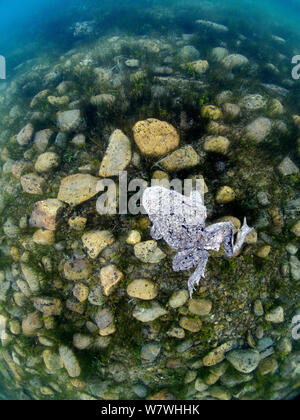 Titicaca water / Lake Titicaca frog (Telmatobius culeus) on bottom of ...