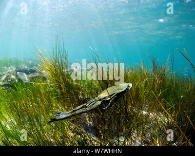 Lake Titicaca Frog (Telmatobius culeus) the world's largest aquatic ...