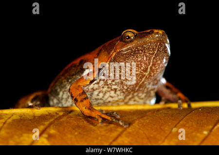 Bolivian bleating frog (Hamptophryne boliviana) on leaf, Bolivia ...