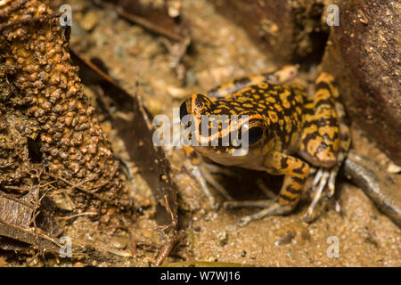 Spotted Stream Frog, Danum Valley, Borneo Stock Photo - Alamy