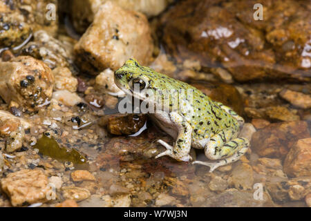 Green Toad, Anaxyrus debilis, Arizona, USA Stock Photo - Alamy