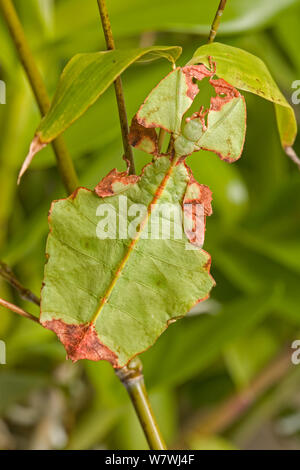 walking stick insects nymph. Phyllium sp , selangor malaysia Stock ...