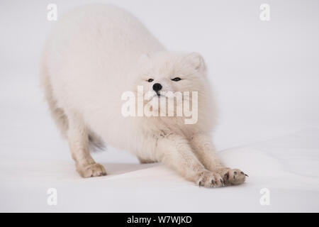 Arctic fox (Vulpes lagopus), stretching in the snow Stock Photo - Alamy