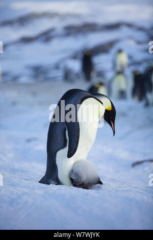 Emperor Penguin (Aptenodytes forsteri) brood patch, Atka Bay, Weddell ...