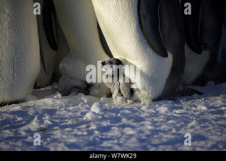 Emperor penguin chick in brood pouch, a short time after hatching ...