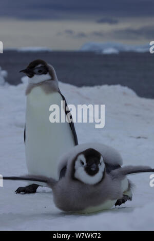Emperor Penguin (Aptenodytes forsteri) tobogganing on ice, Weddell Sea ...