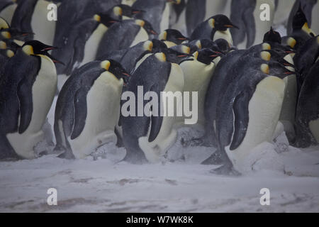 Emperor penguin chick in brood pouch, a short time after hatching ...