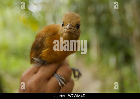 Variable Pitohui (Pitohui kirhocephalus) held by LIPI ornithologist, near Kwerba Village ...