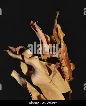 Ghost Mantis (Phyllocrania paradoxa) female, captive, native to Africa ...