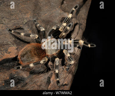 The Brazilian red and white tarantula (Nhandu chromatus) is a tarantula ...