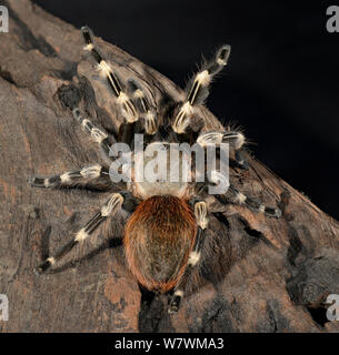 The Brazilian red and white tarantula (Nhandu chromatus) is a tarantula ...