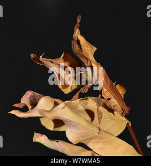 Ghost Mantis (Phyllocrania paradoxa) female, captive, native to Africa ...