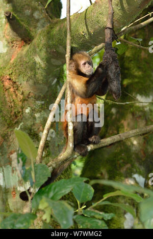 Yellow-breasted capuchin monkey Stock Photo - Alamy