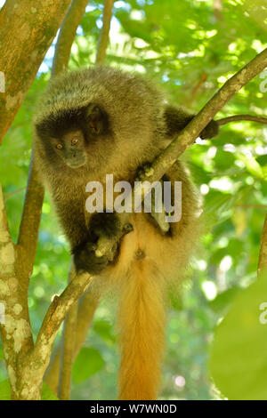 Titi monkey (Callicebus sp) in tree, Atlantic Rainforest, Sao Lourenco ...
