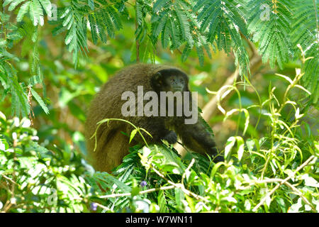 Titi monkey (Callicebus sp) in tree, Atlantic Rainforest, Sao Lourenco ...