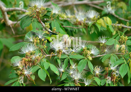 Inga sp Inga sp Stock Photo - Alamy