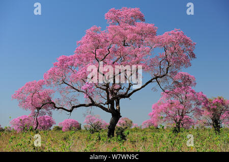 Pink Ipe trees (Tabebuia ipe / Handroanthus impetiginosus) in flower ...