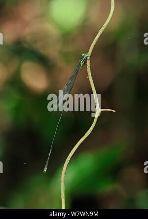 Amalia Helicopter Damselfly (Mecistogaster amalia), REGUA - Reserva ...