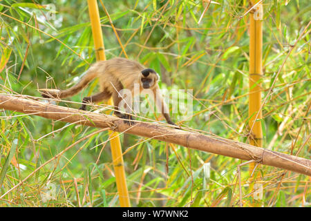 Azaras's Capuchin or Hooded Capuchin, Sapajus Cay, Simia Apella or ...