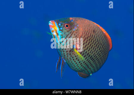 Chiseltooth Wrasse (Pseudodax moluccanus Stock Photo - Alamy