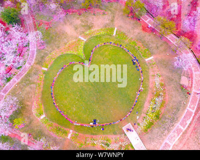 Aerial view of a heart-shaped lawn in the middle of cherry trees in ...