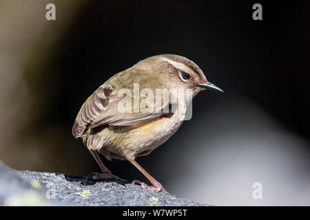 rock wren, rockwren, South Island wren (Xenicus gilviventris), male ...