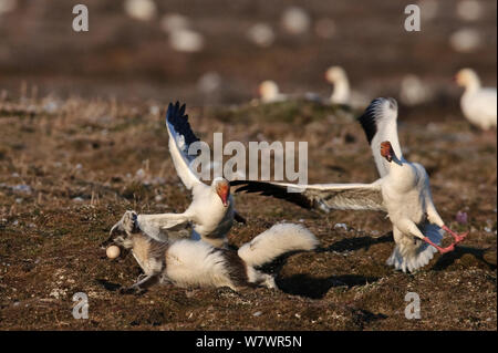 A Snow Goose flapping its wings Stock Photo - Alamy