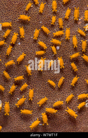 Group of sponge isopods (Santia sp.), Lembeh Strait, Sulawesi, Sunda ...
