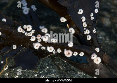 Tube Worm Spirorbis spirorbis On Toothed Wrack Fucus serratus Stock ...