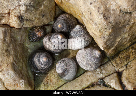 Thick Top Shell - Osilinus lineatus Stock Photo - Alamy