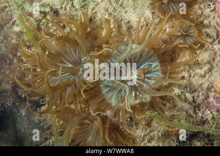 Trumpet anemone (Aiptasia mutabilis) Jersey, British Channel Islands ...