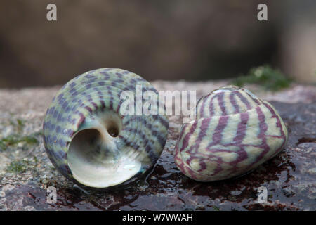 Flat top shells (Gibbula umbilicalis) in rock pool at low tide, UK ...