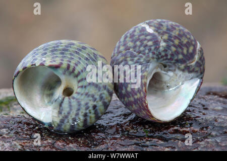 Purple Topshell (Gibbula umbilicalis) sea shells on beach, Sark ...