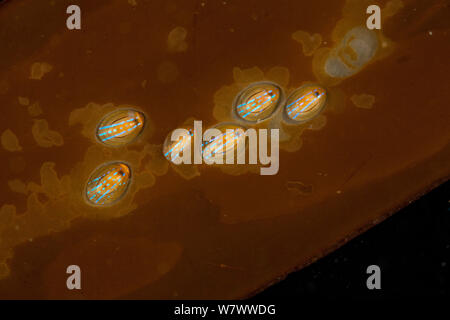 Blue-rayed Limpet - Patella pellucida Stock Photo - Alamy