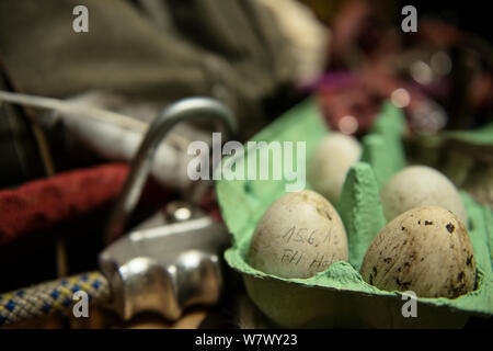 Addled northern goshawk (Accipiter gentilis) egg, removed during ...