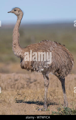 Darwin's rhea (Rhea pennata) Peninsula Valdes, Patagonia, Argentina ...