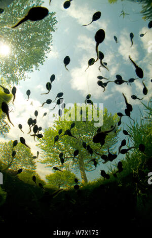 A common toad (Bufo bufo) tadpole swimming in front of pond weed ...