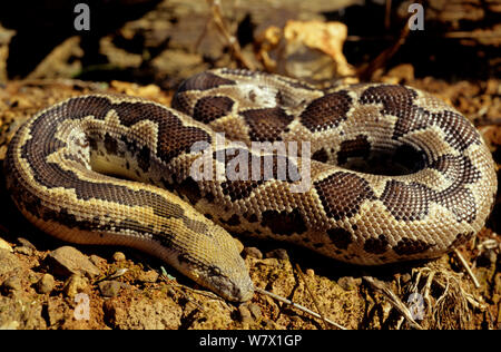 Rough-scaled Sand Boa (Eryx conicus) juvenile, Gujarat, India Stock ...