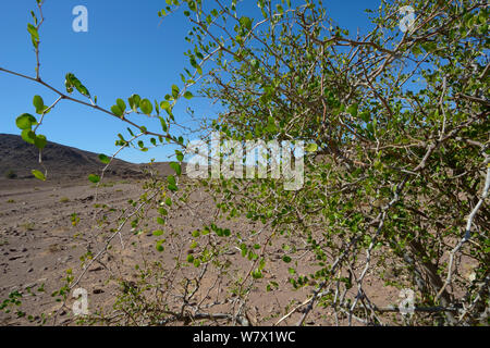 Lotus tree (Ziziphus lotus) near Ouarzazate, Morocco Stock Photo - Alamy
